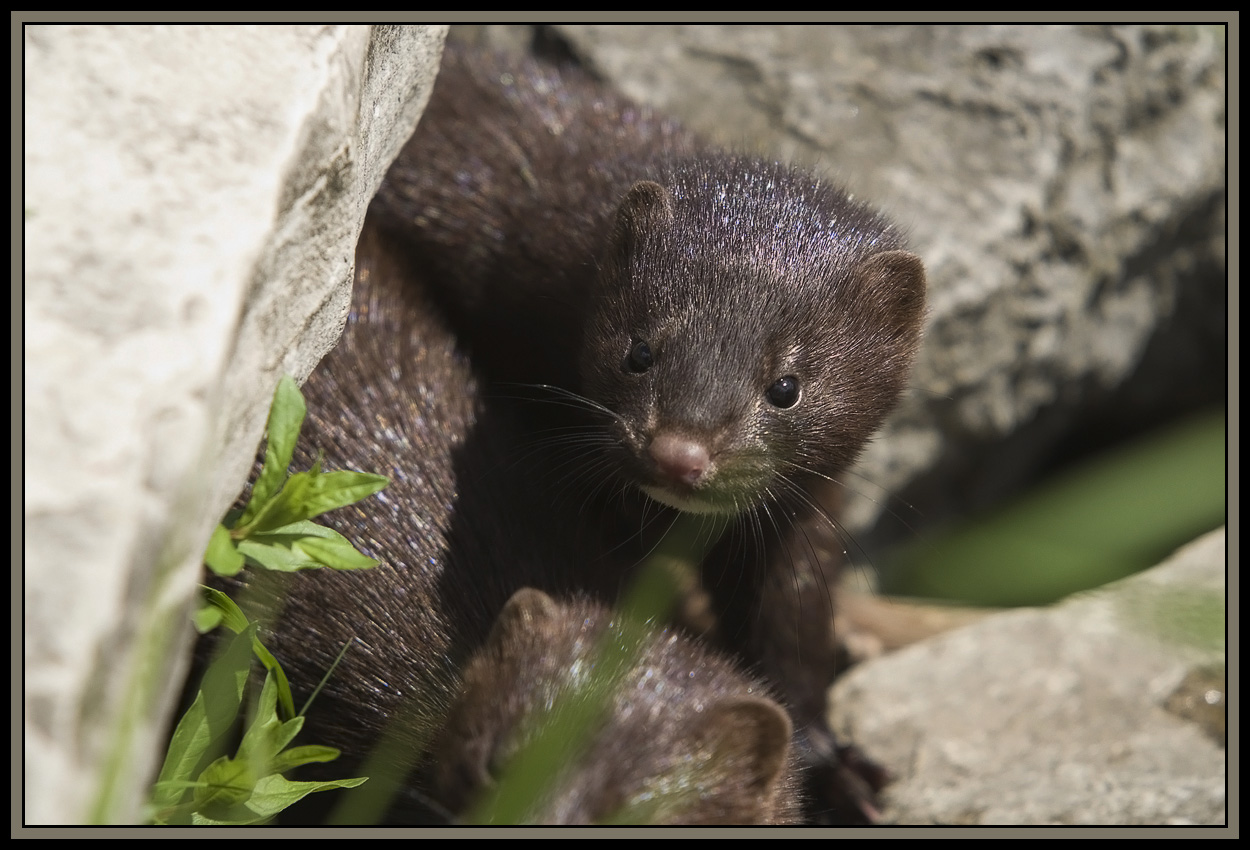 Family of Minks (11): Pentax SLR Talk Forum: Digital Photography Review