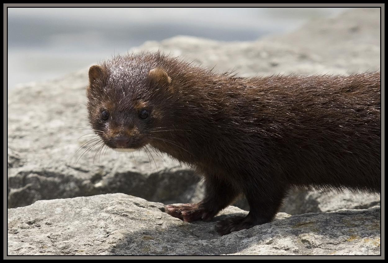 Family of Minks (11): Pentax SLR Talk Forum: Digital Photography Review