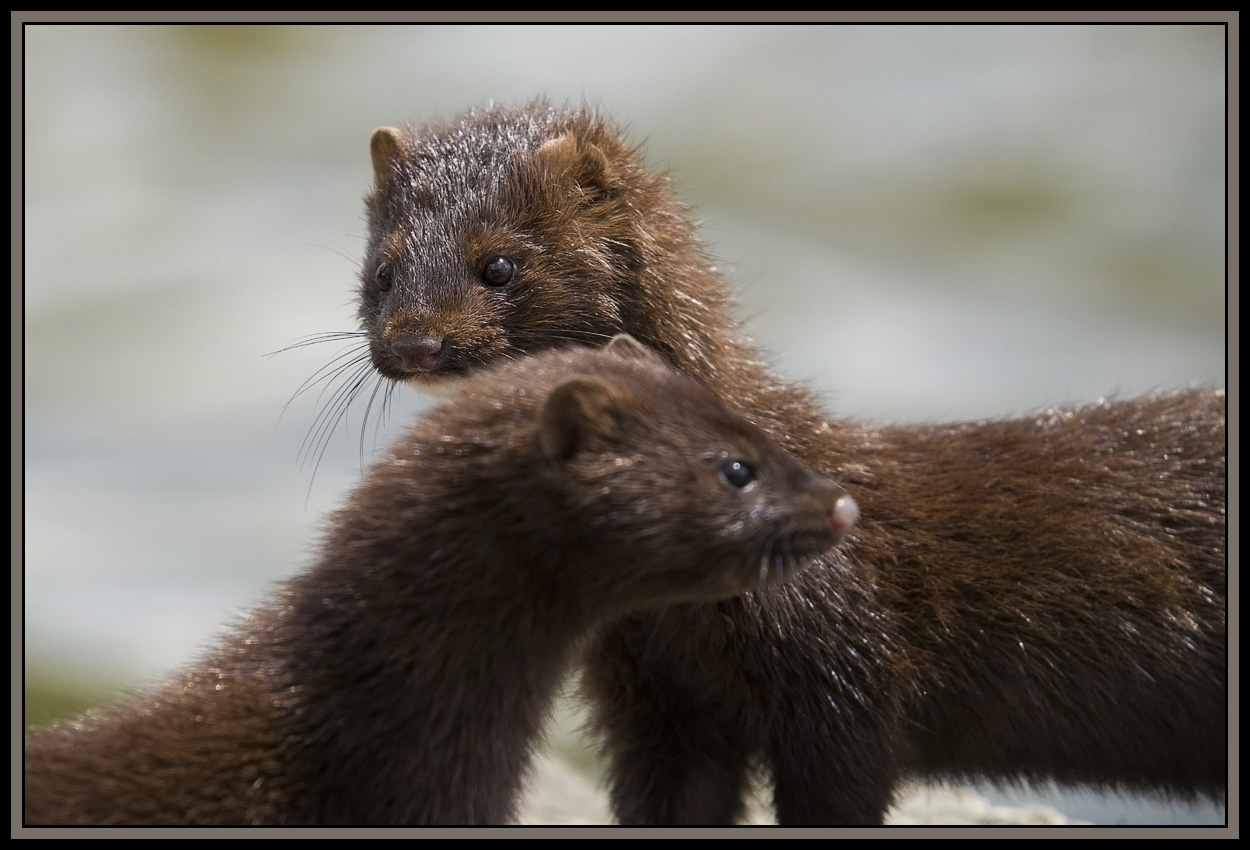 Family of Minks (11): Pentax SLR Talk Forum: Digital Photography Review