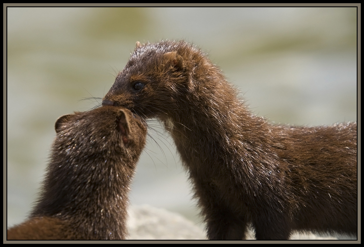 Family of Minks (11): Pentax SLR Talk Forum: Digital Photography Review