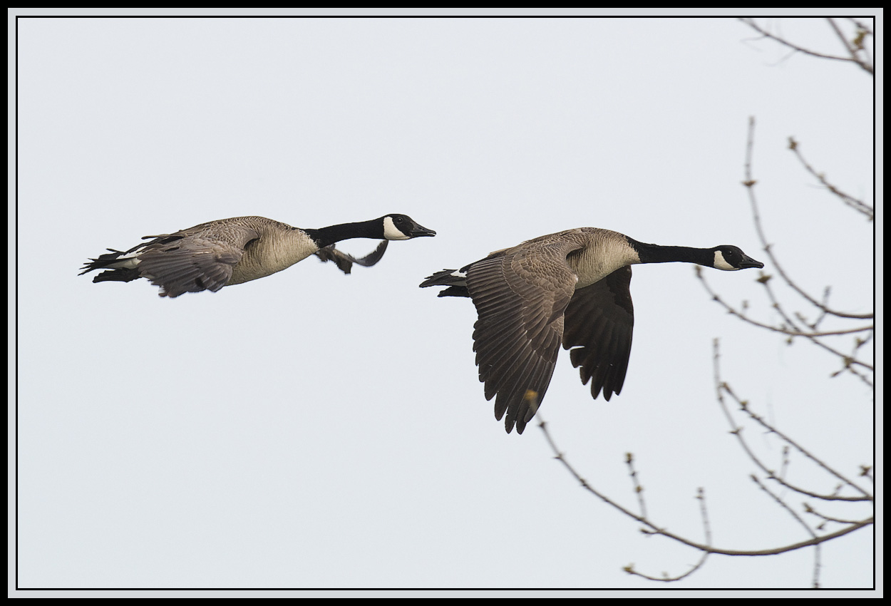 K-1 and The Illusive Mutant Canada Goose: Pentax SLR Talk Forum ...