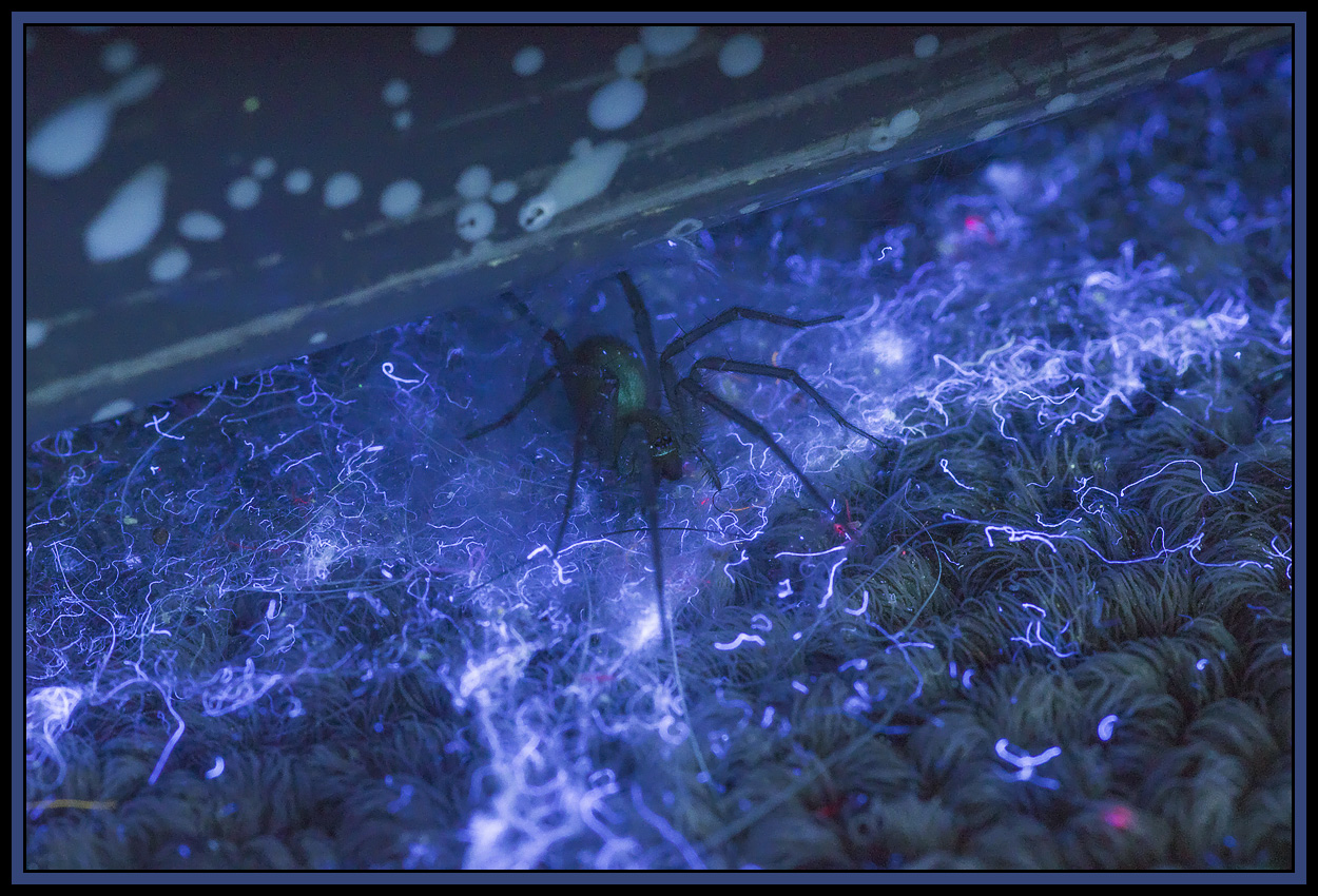 Spider in a Web of Lightning: Pentax SLR Talk Forum: Digital ...