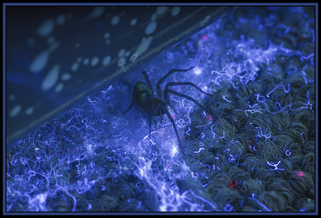 Spider in a Web of Lightning: Pentax SLR Talk Forum: Digital ...