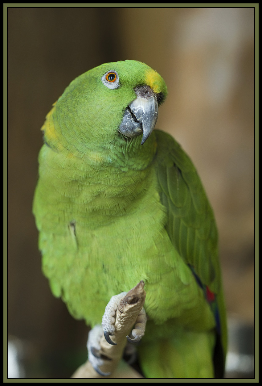 Samyang 135mm F2.0 First Set of Birds (10 photos): Pentax SLR Talk ...