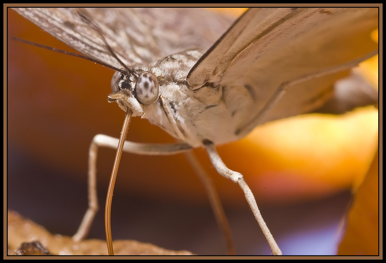 Butterflies, Up Close and Ugly ;): Pentax SLR Talk Forum: Digital ...