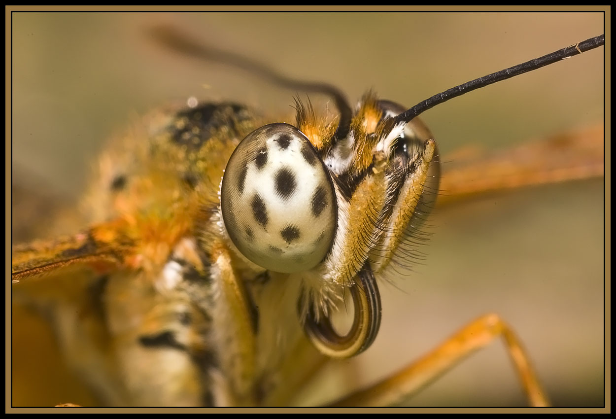 Butterflies, Up Close and Ugly ;): Pentax SLR Talk Forum: Digital ...
