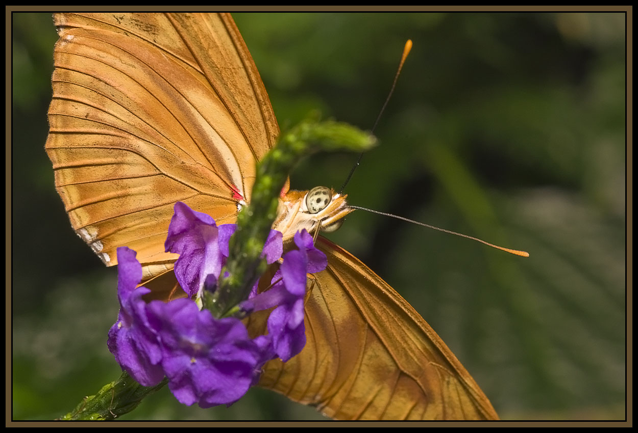 Butterflies, Up Close and Ugly ;): Pentax SLR Talk Forum: Digital ...