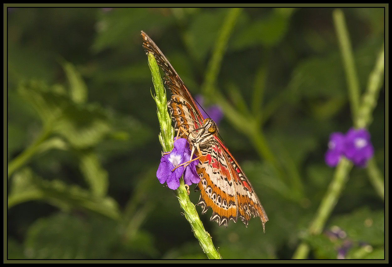 Butterflies, Up Close and Ugly ;): Pentax SLR Talk Forum: Digital ...