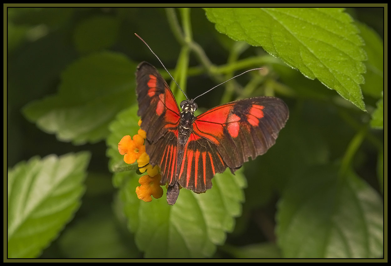 Butterflies, Up Close and Ugly ;): Pentax SLR Talk Forum: Digital ...