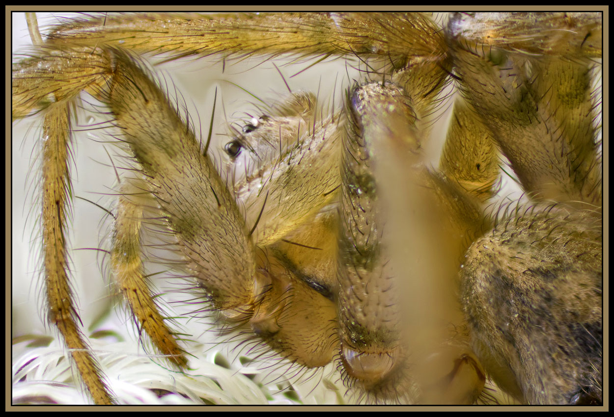 High Magnification Spider Macros | DPReview Forums