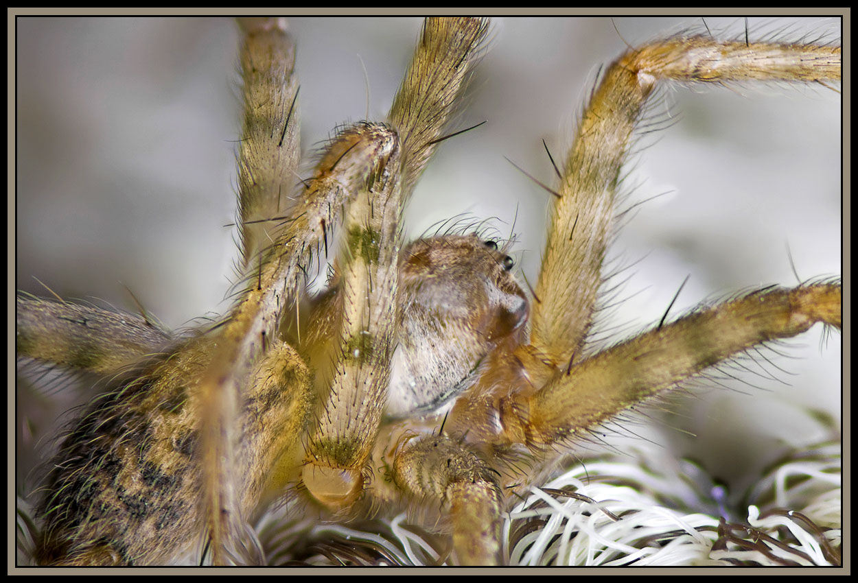 High Magnification Spider Macros | DPReview Forums