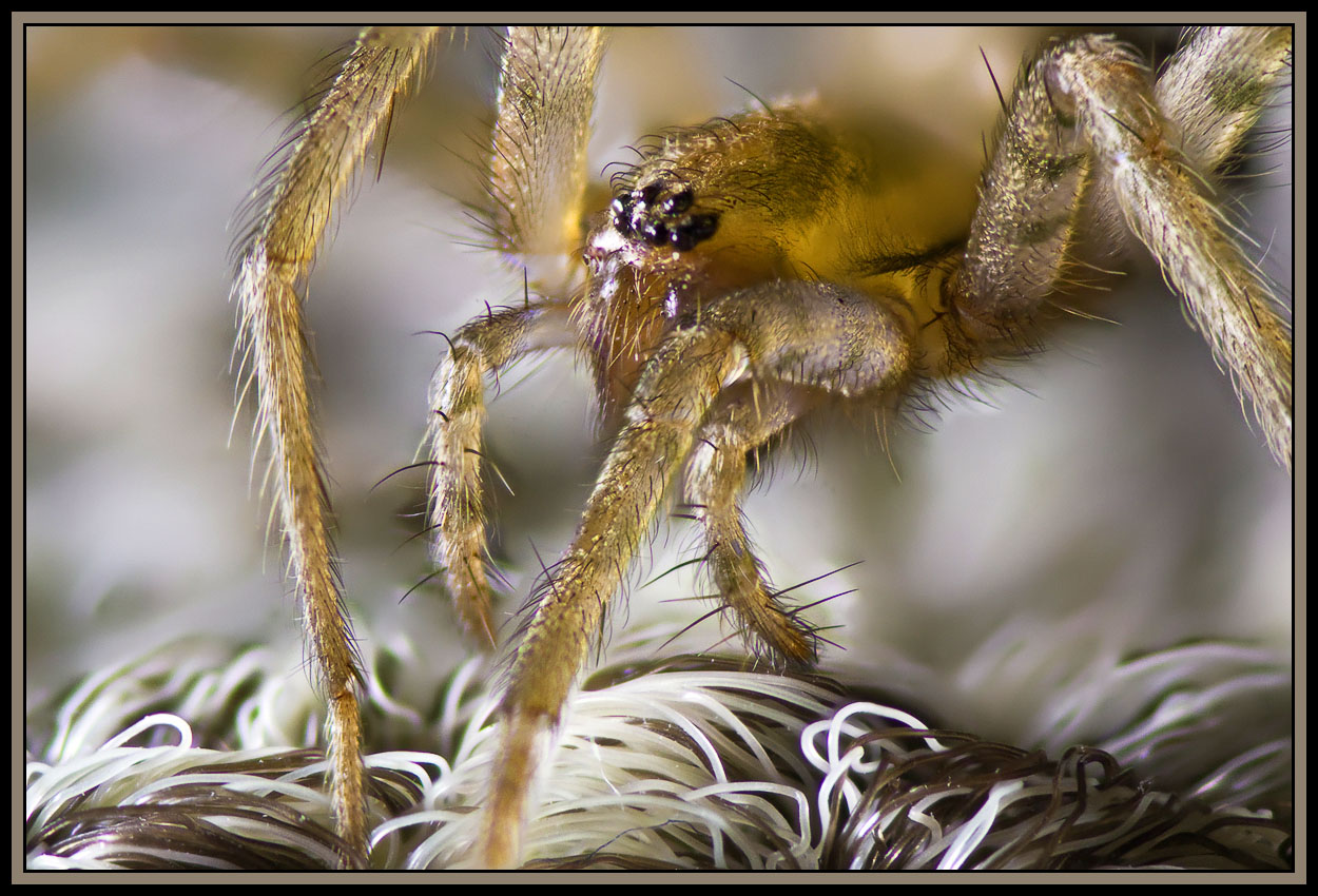 High Magnification Spider Macros | DPReview Forums