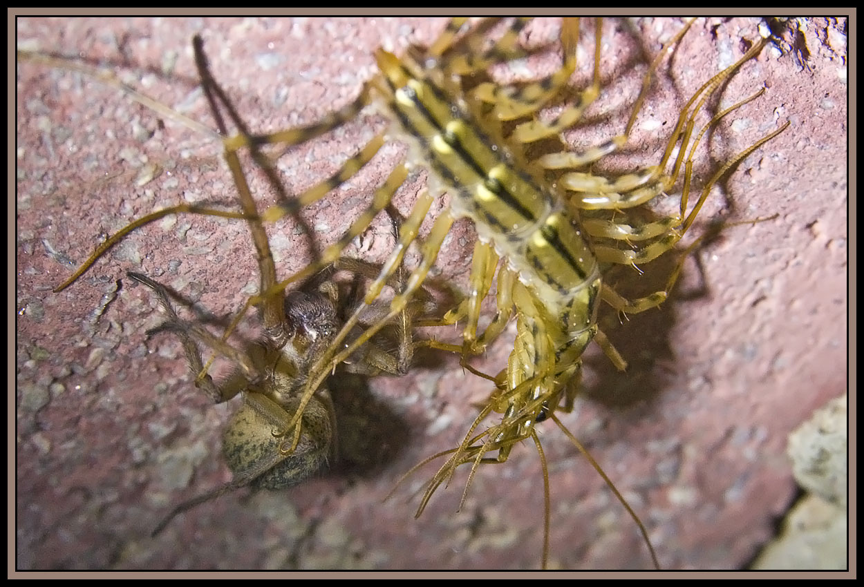 Centipede Vs Spider