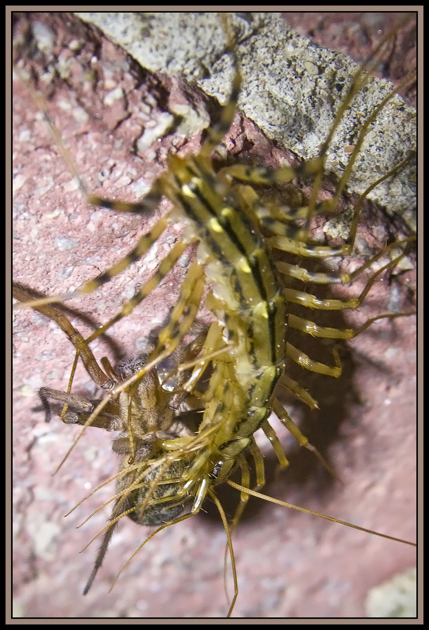 Centipede Vs Spider
