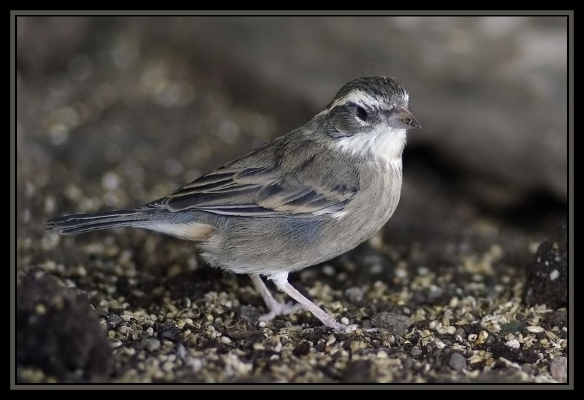 Niagara Falls Aviary Small Birds 12 Pics - PentaxForums.com