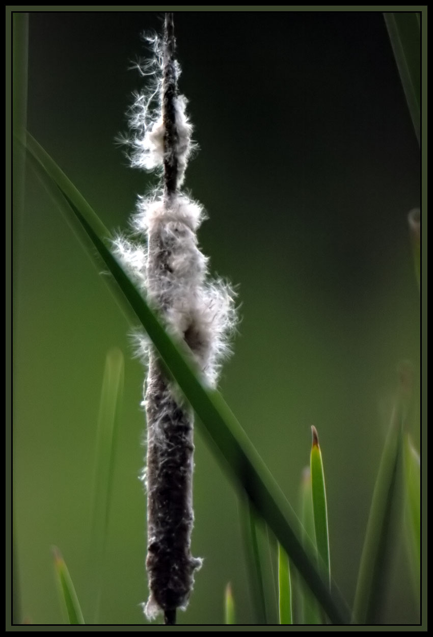 Rokinon 800mm Sample Photos (10 pics) - PentaxForums.com